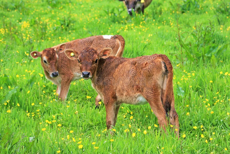 Una Vaca Y Sus Becerros En Un Campo Imagen de archivo - Imagen de ...