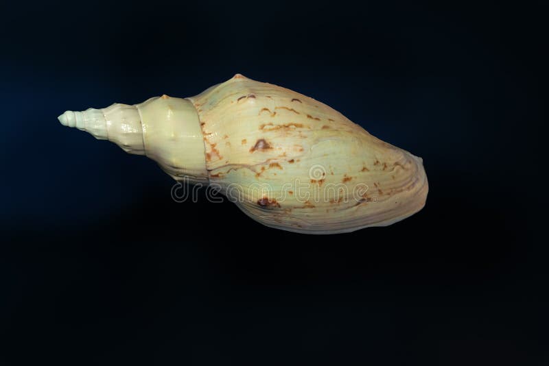 Beck S Volute Shell - Seashell Stock Photo - Image of beckii, seashell ...