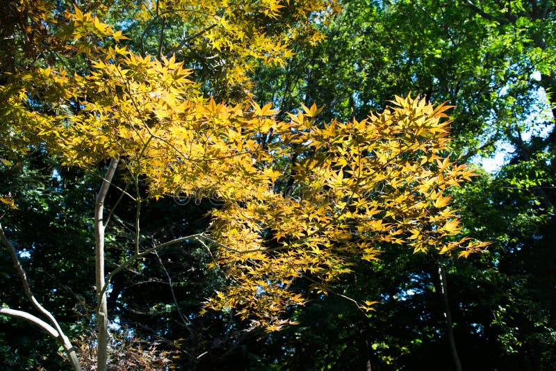 Becoming autumn stock photo. Image of cities, view, ueno - 62124810