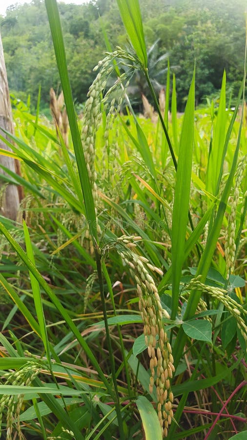 Before becoming rice stock image. Image of processed - 268353687