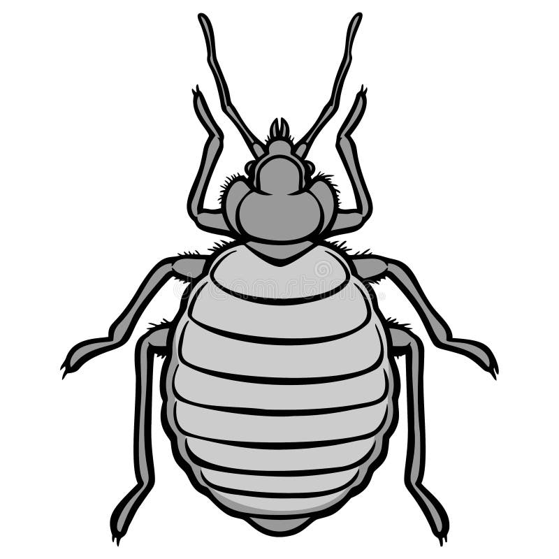 Bed Bug Graphic Illustration Stock Vector - Illustration of parasitic ...