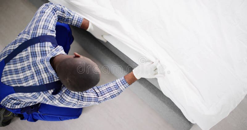 Bed Bug Infestation and Treatment Service Stock Photo - Image of indoor ...