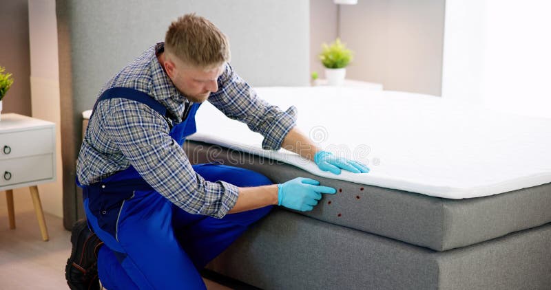 Bed Bug Infestation and Treatment Service Stock Image - Image of ...