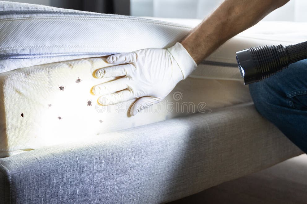 Bed Bug Infestation and Treatment Service Stock Photo - Image of ...