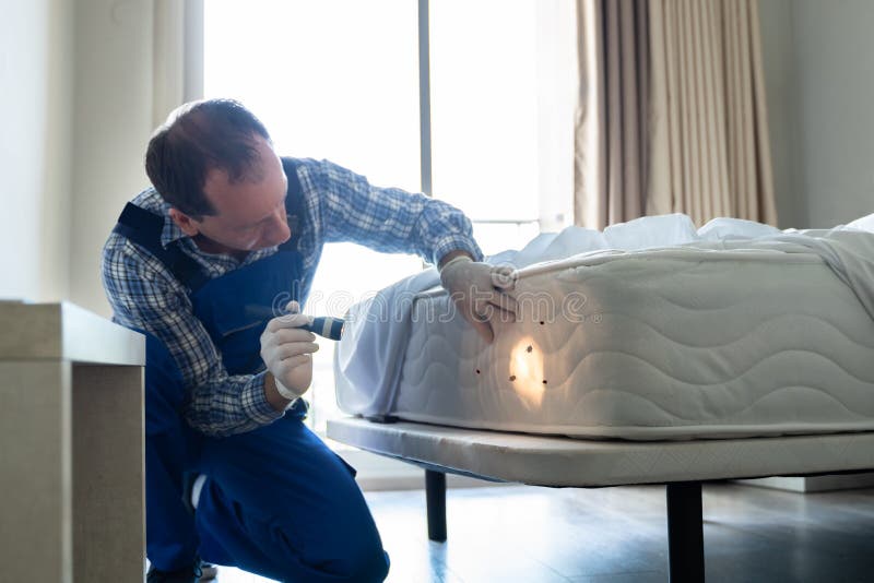 Bed Bug Infestation and Treatment Service Stock Photo - Image of ... Bed Bug Infestation and Treatment Service Stock Photo - Image of ...