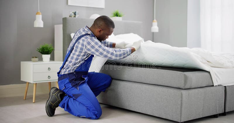 Bed Bug Infestation and Treatment Service Stock Image - Image of ...