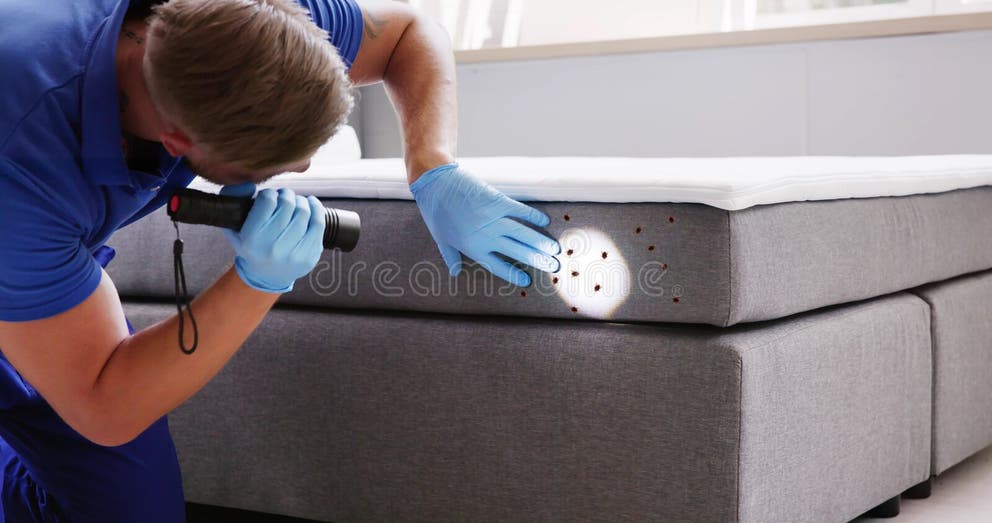 Bed Bug Infestation and Treatment Service Stock Photo - Image of worker ...