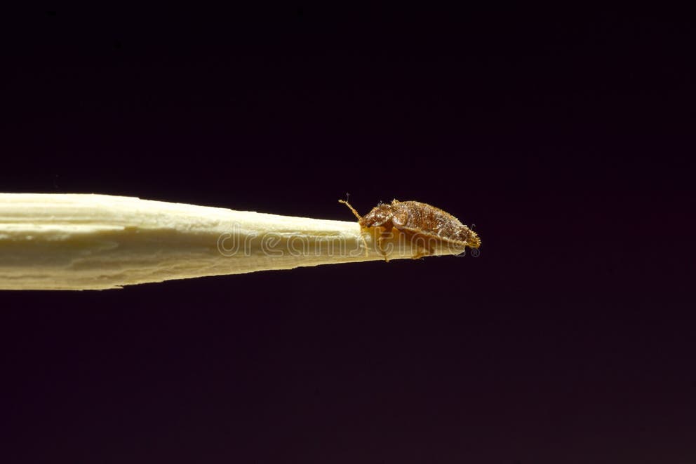 A Bed Bug on a stick stock photo. Image of blood, stick - 33654470