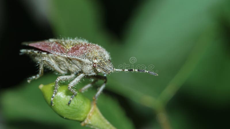 Bed Bug, Stink Bug on a Green Leaf Close-up Stock Photo - Image of ...