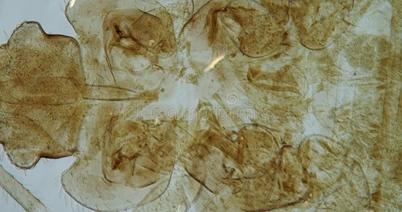 Bed bug stock footage. Video of secretion, nervus, parasite - 205025662