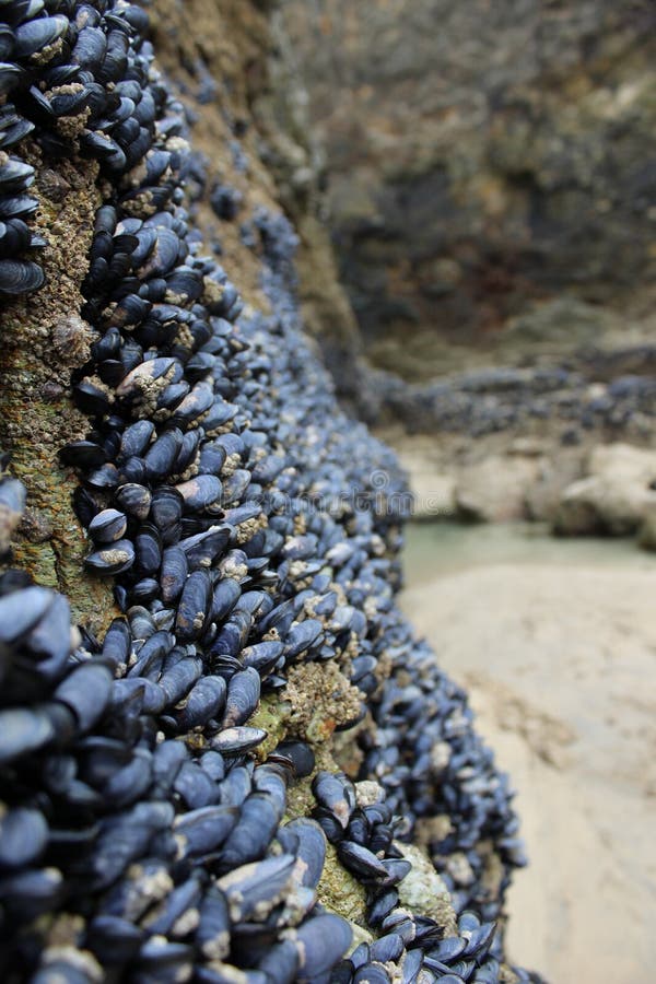Bed of Clams portrait stock image. Image of beach, clams - 194603837