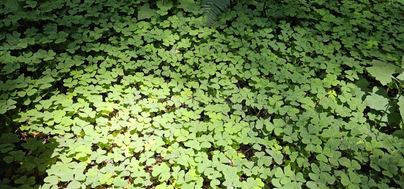 Bed of Clover stock image. Image of leaf, clover, peaceful - 325921991