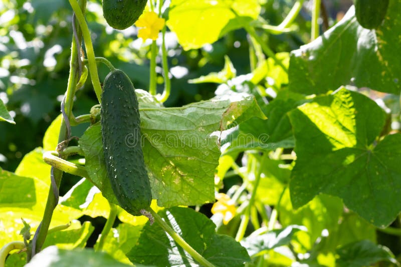 The Bed of Cucumbers in the Open Air. Cucumbers in a Garden Stock Photo ...