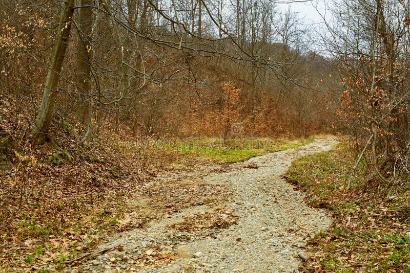 The Bed of a Dried Up River through the Forest Stock Photo - Image of ...