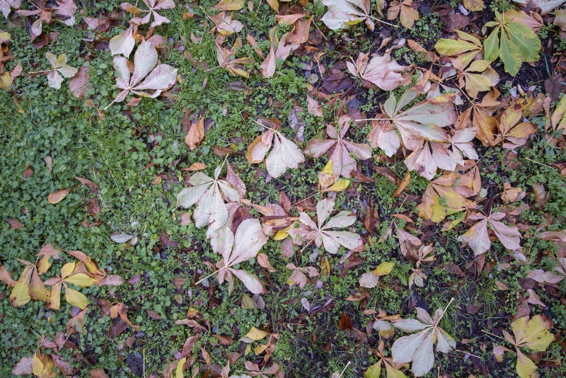 A Bed of Dry Leaves of Different Types on Wet Grass, Autumn Texture ...