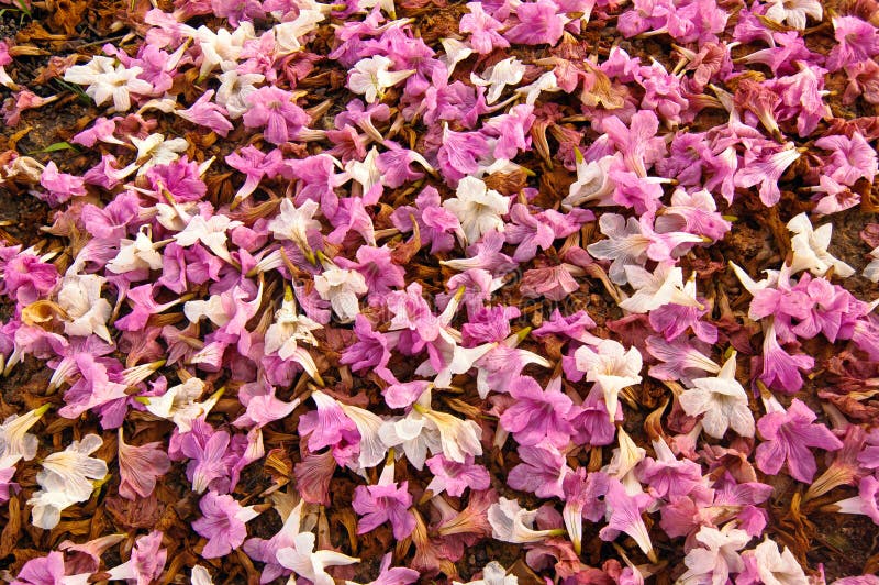 Bed of Fallen flowers stock image. Image of colorful - 24043495