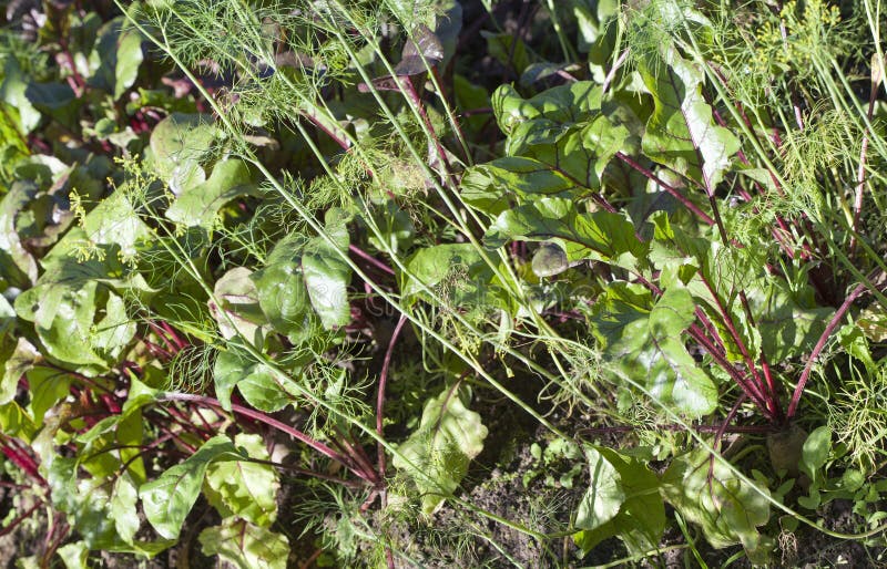 Bed in a Garden with Beet Shoots Stock Photo - Image of beet, vegetable ...