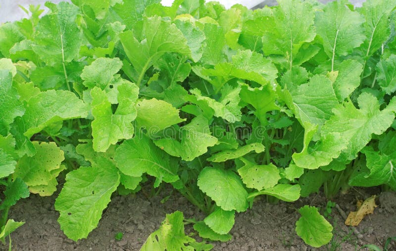 Verse Groenten in Een Verhoogde Tuin Met Net in Een Moestuin Stock ...