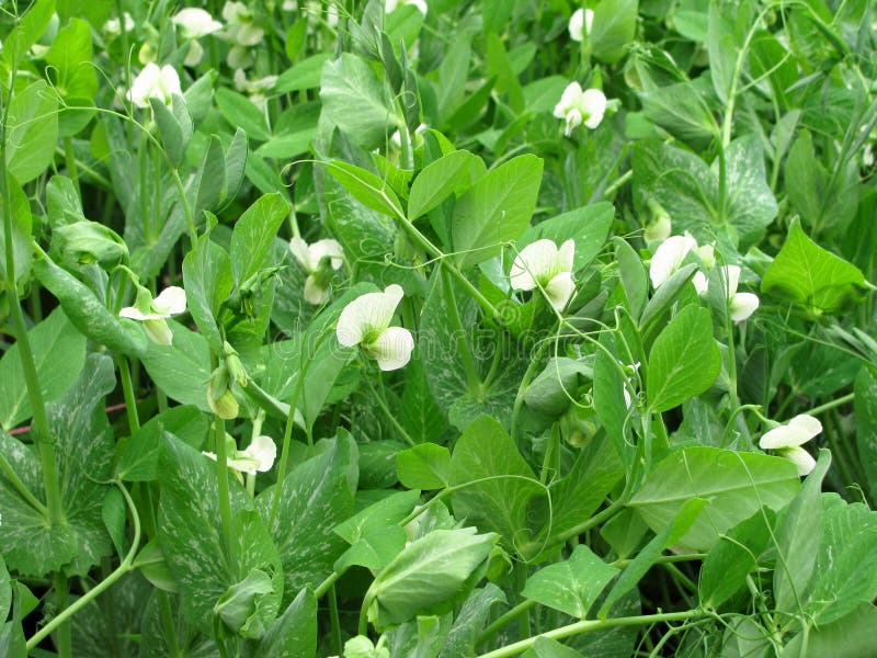 Bed of peas stock photo. Image of vegetables, stern, blown - 16527438