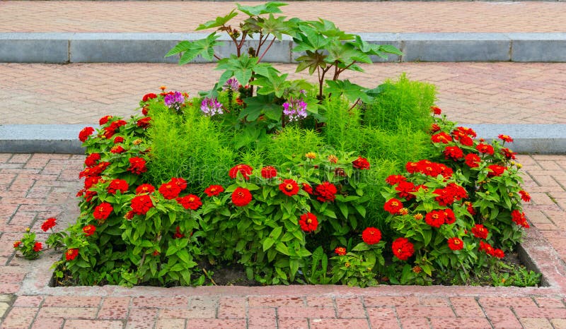 Bed with red flowers stock photo. Image of grass, bush - 46398456