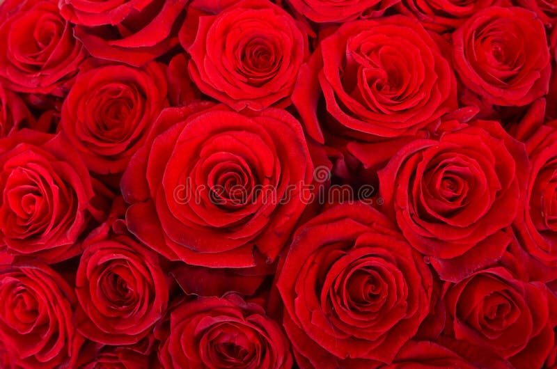 Bed of red roses stock image. Image of temperate, plant - 17992049