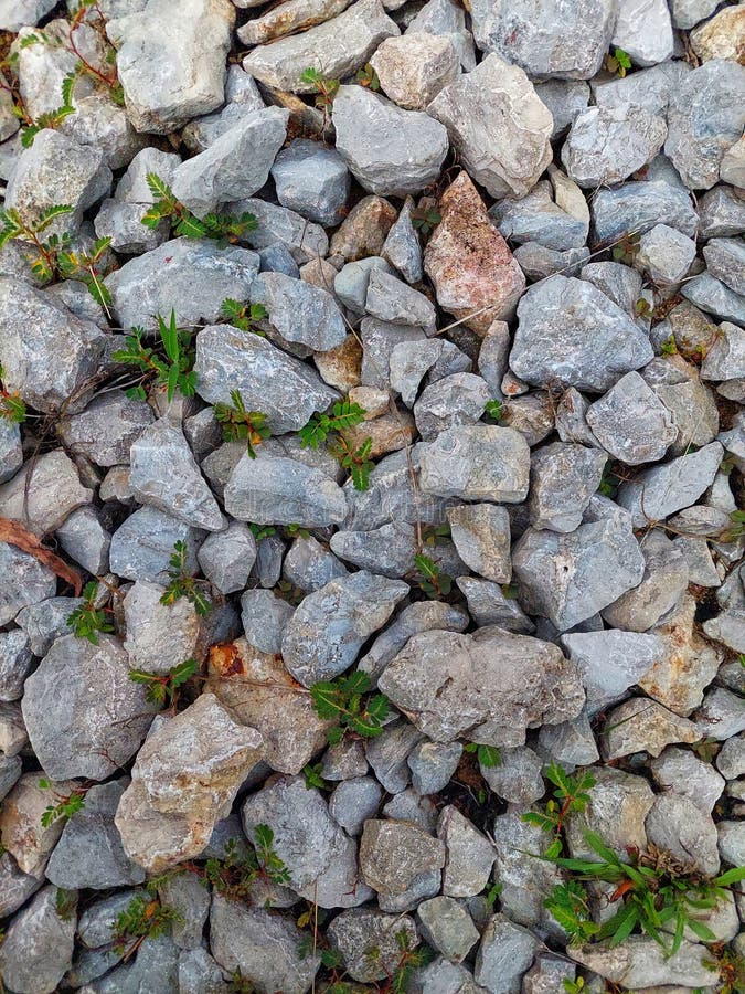 A Bed of Rocks with a Few Plants between the Rocks Stock Photo - Image ...