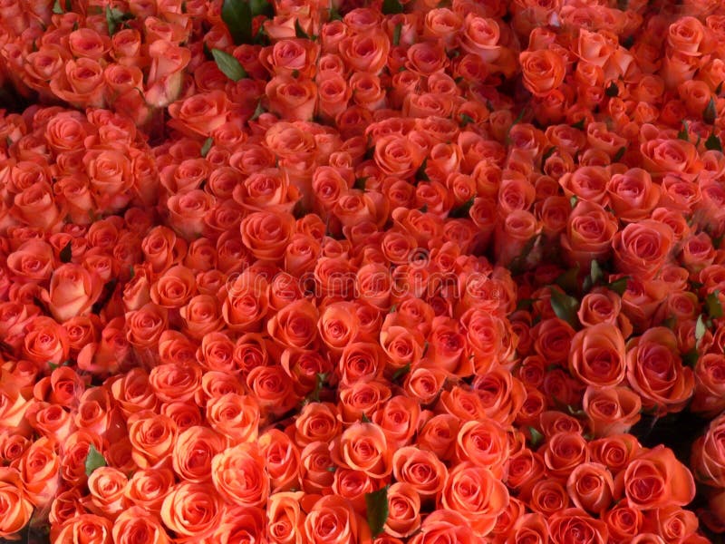 Bed of roses stock photo. Image of backgrounds, pretty - 304462