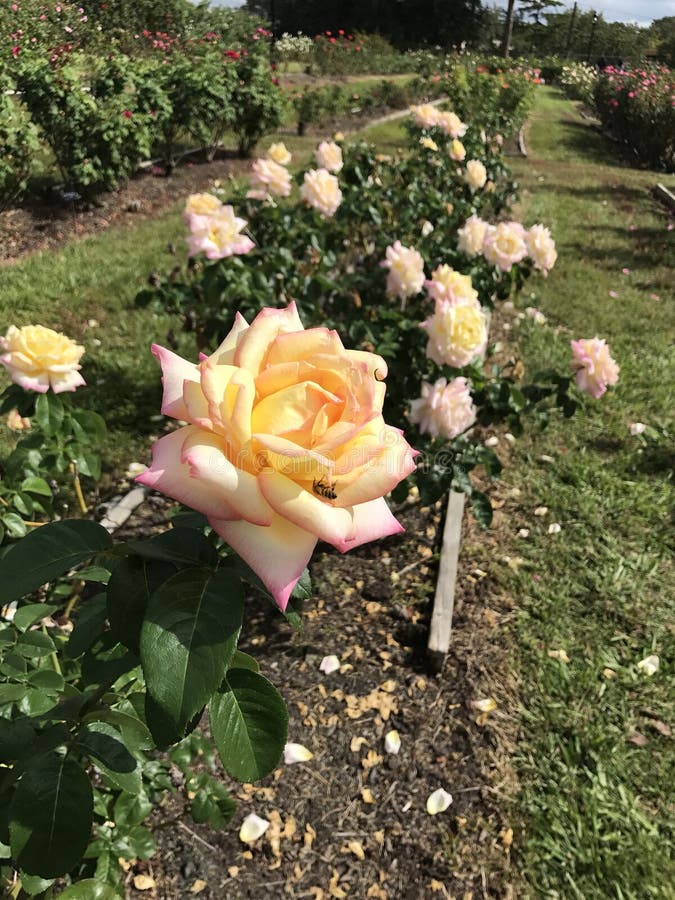 Fanta stock photo. Image of fanta, roses, garden - 102652504