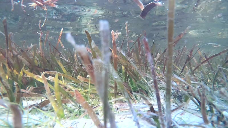 2020.0226_tundol Underwater Stock Footage - Video of sand, ecosystem ...