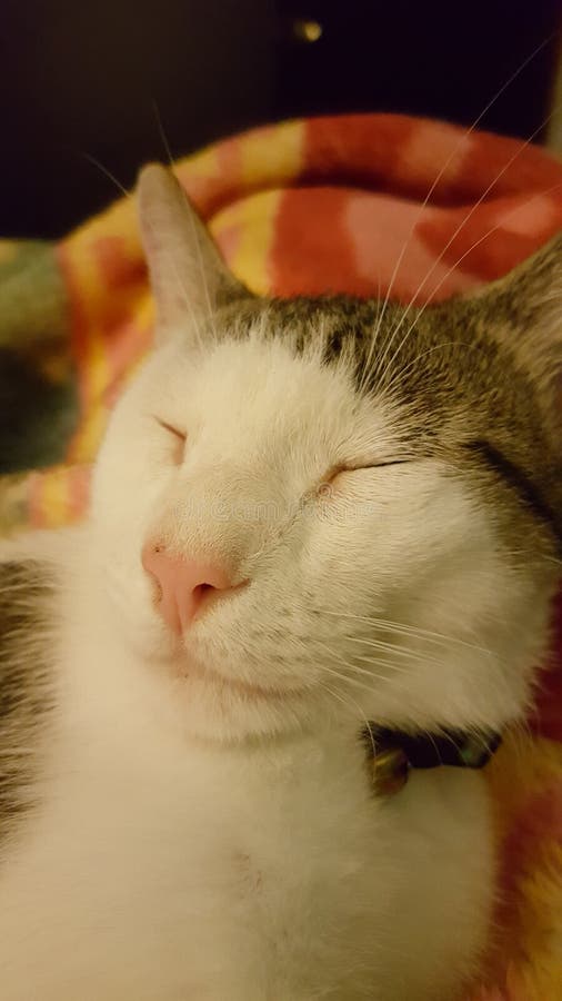 Bed time stock photo. Image of snooze, kitten, away, time - 73161496