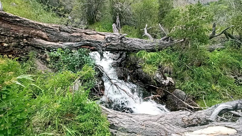 The Bed of a Turbulent Stream Flowing Down from the Mountains through a ...