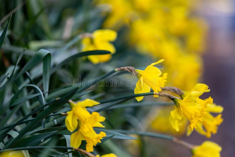 Vibrant Daffodils in the Spring Sunshine Stock Image - Image of floral ...