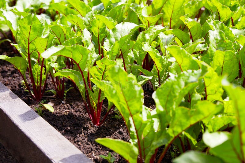 A Bed of Young Beet Sprouts. Organic Vegetable Garden Stock Photo ...