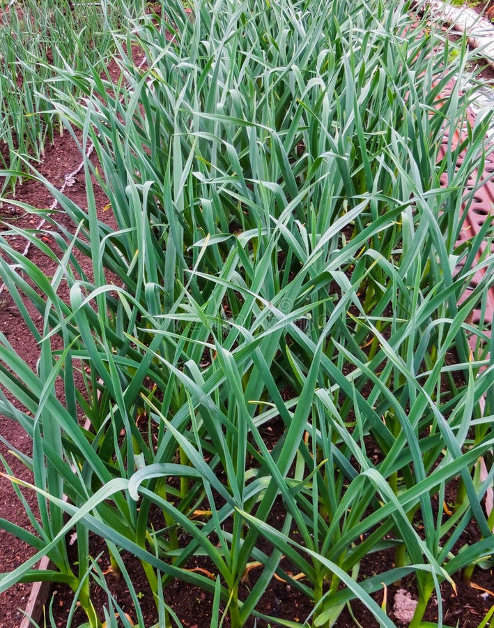 A Bed of Young Green Garlic Shoots Stock Image - Image of crop, ground ...