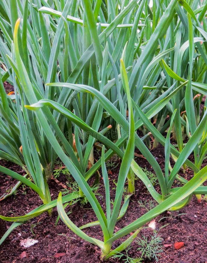 A Bed of Young Green Garlic Shoots Stock Photo - Image of garden ...