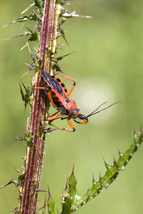Bedbug stock photo. Image of unsanitary, infest, insect - 1674060