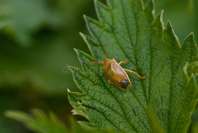 Bedbug stock photo. Image of green, shrimp, crum, leaf - 40210282