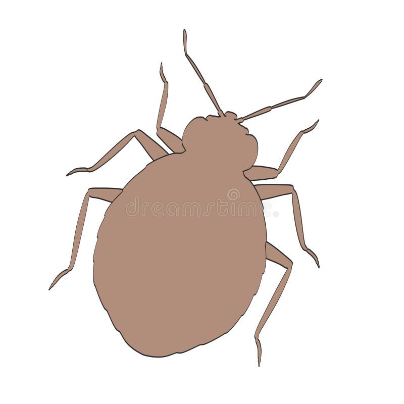 Bedbug Cimex Lecturalius Illustration, Drawing, Engraving, Ink, Line ...