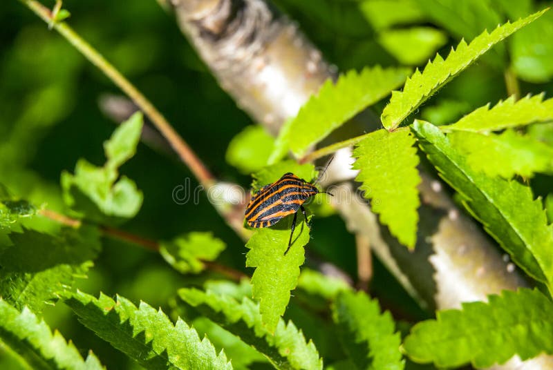 Bedbug on flower stock image. Image of garden, macro - 54131223