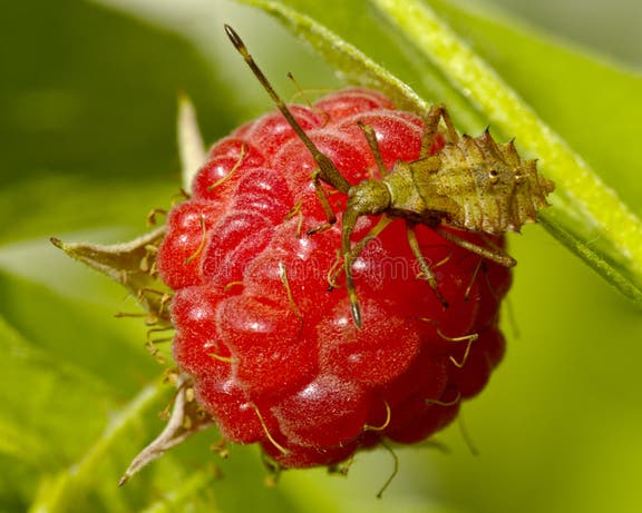 The Bedbug on raspberry stock photo. Image of plant, insect - 12248832
