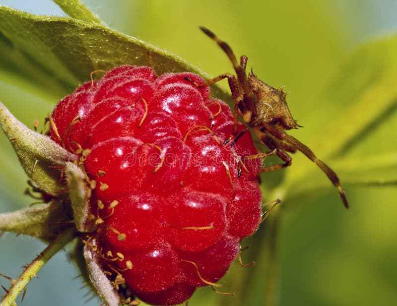 The Bedbug on raspberry stock image. Image of plant, animal - 24090583