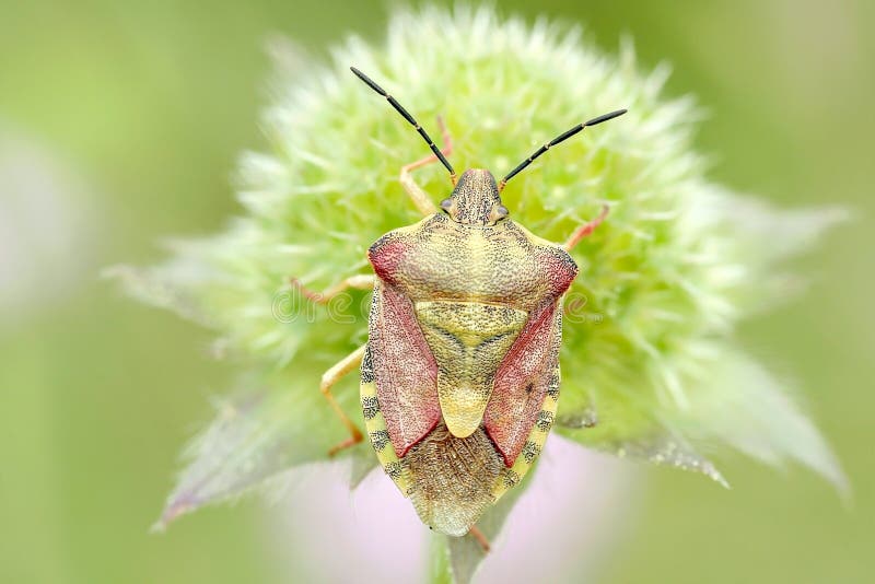Bedbug Sits on a Plant in Spring Stock Photo - Image of bedbug, morning ...