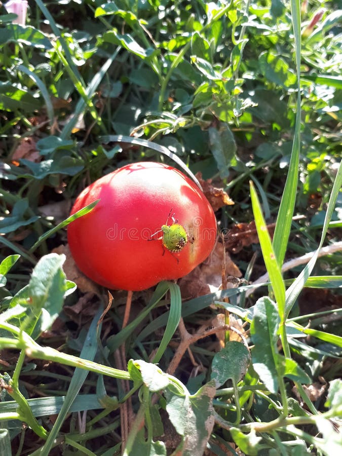 Bedbug Sits on a Red Tomato. Tomato Pest Stock Image - Image of ...