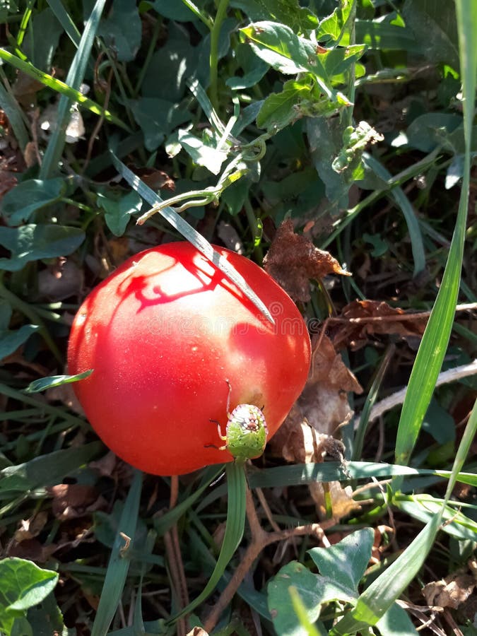 Tomato Pest, Infested Leaf with Insect and Fungi Stock Photo - Image of ...