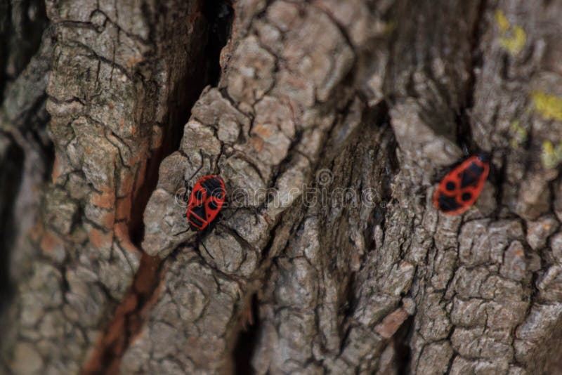 Bedbug-soldier on a Tree Trunk, Red-black Beetle, Super Macro Mode ...