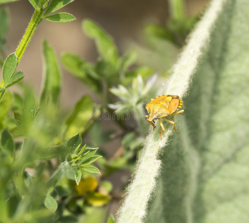 Bedbug stock photo. Image of unsanitary, infest, insect - 1674060