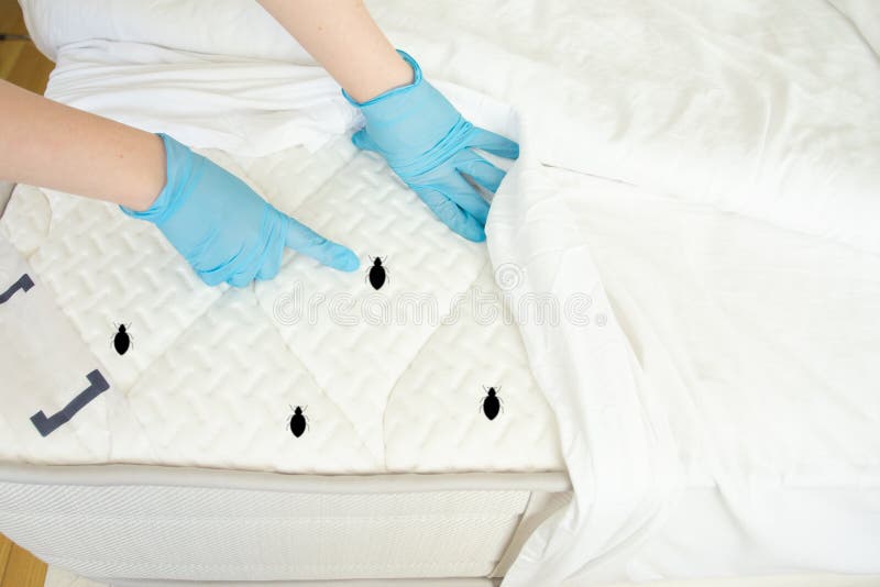 Bedbugs, Dust Mites in the Bed, Insect Exterminator Shows Crums on the ...