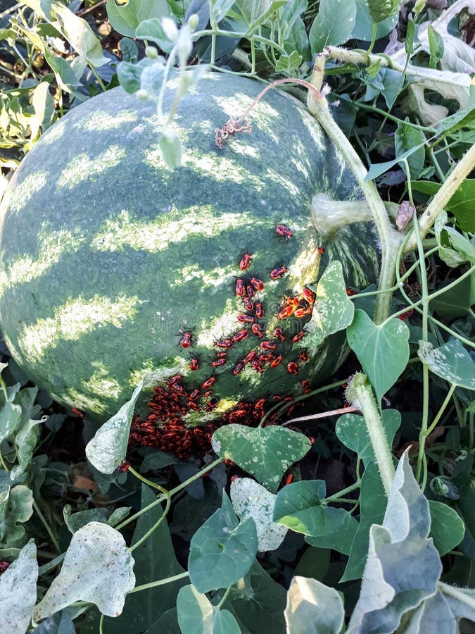 Bedbugs Soldiers on Green Watermelon. Colony of Bugs of Soldiers Stock ...