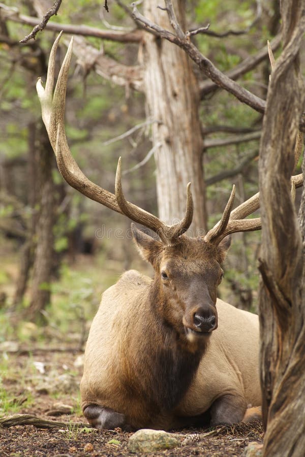 Bedded Bull Elk Portrait stock photo. Image of animal - 33644558