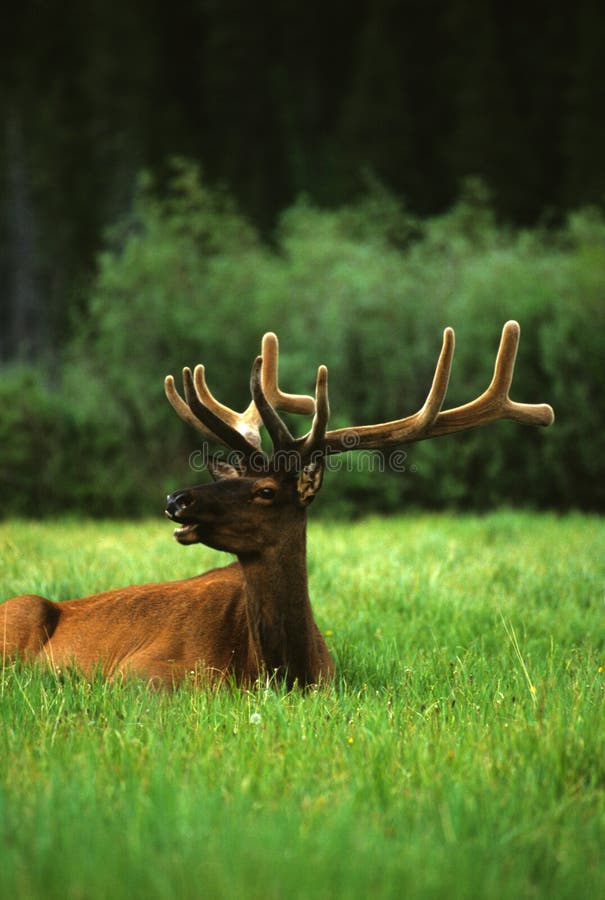 Bedded Bull Elk in Velvet stock image. Image of nature - 10014395